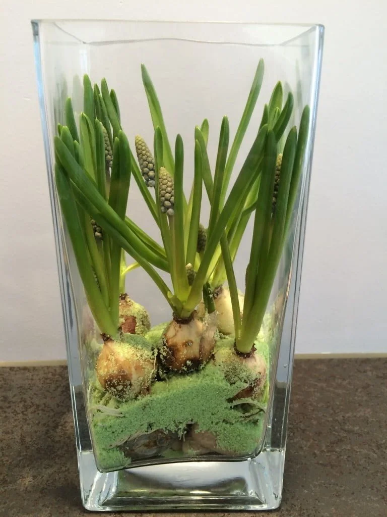 Tulpenzwiebel Im Glas